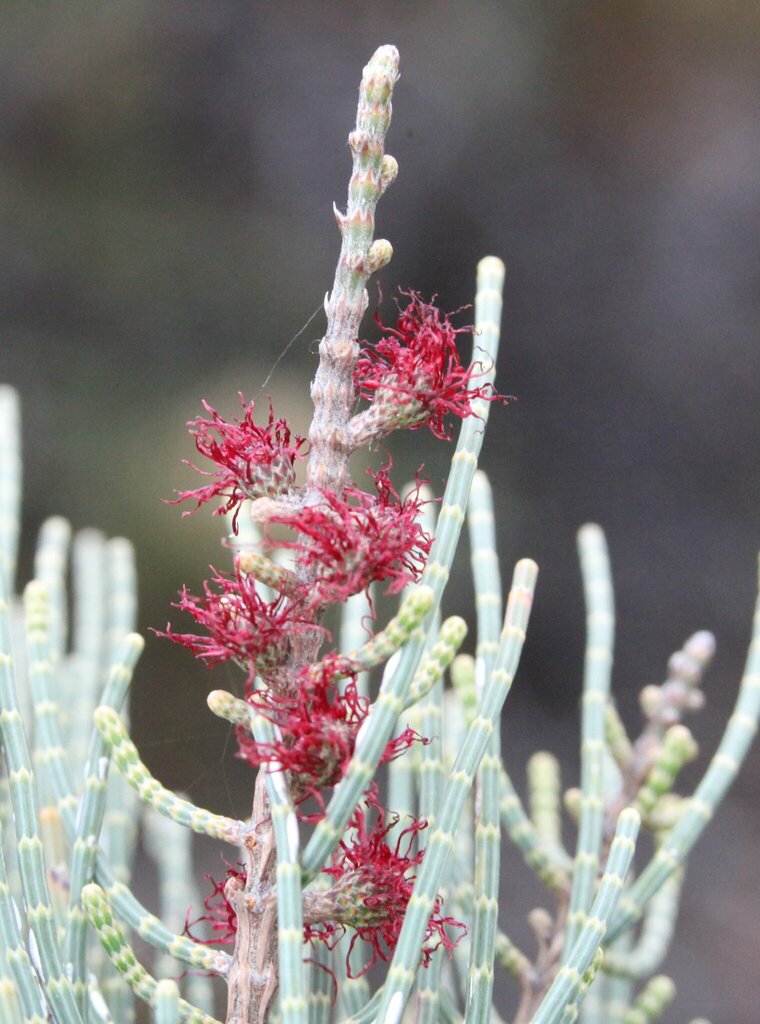dwarf sheoak from Tarin Rock WA 6353, Australia on September 06, 2012 ...