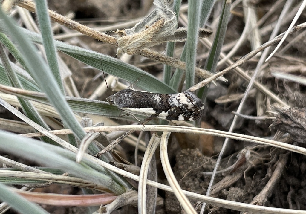 Narrow-winged Midget Moth from Boulder, CO, US on April 18, 2023 at 12: ...