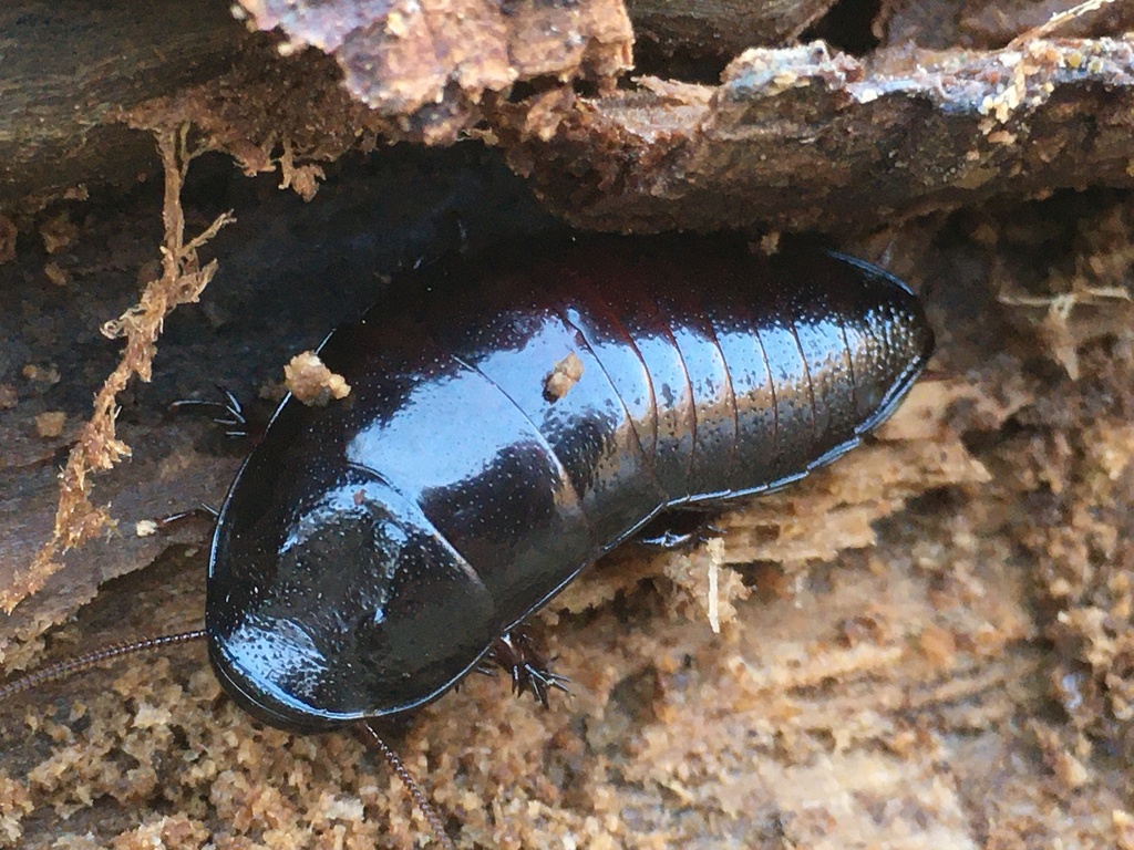 Brown-hooded Cockroach in April 2023 by Royce Milam · iNaturalist