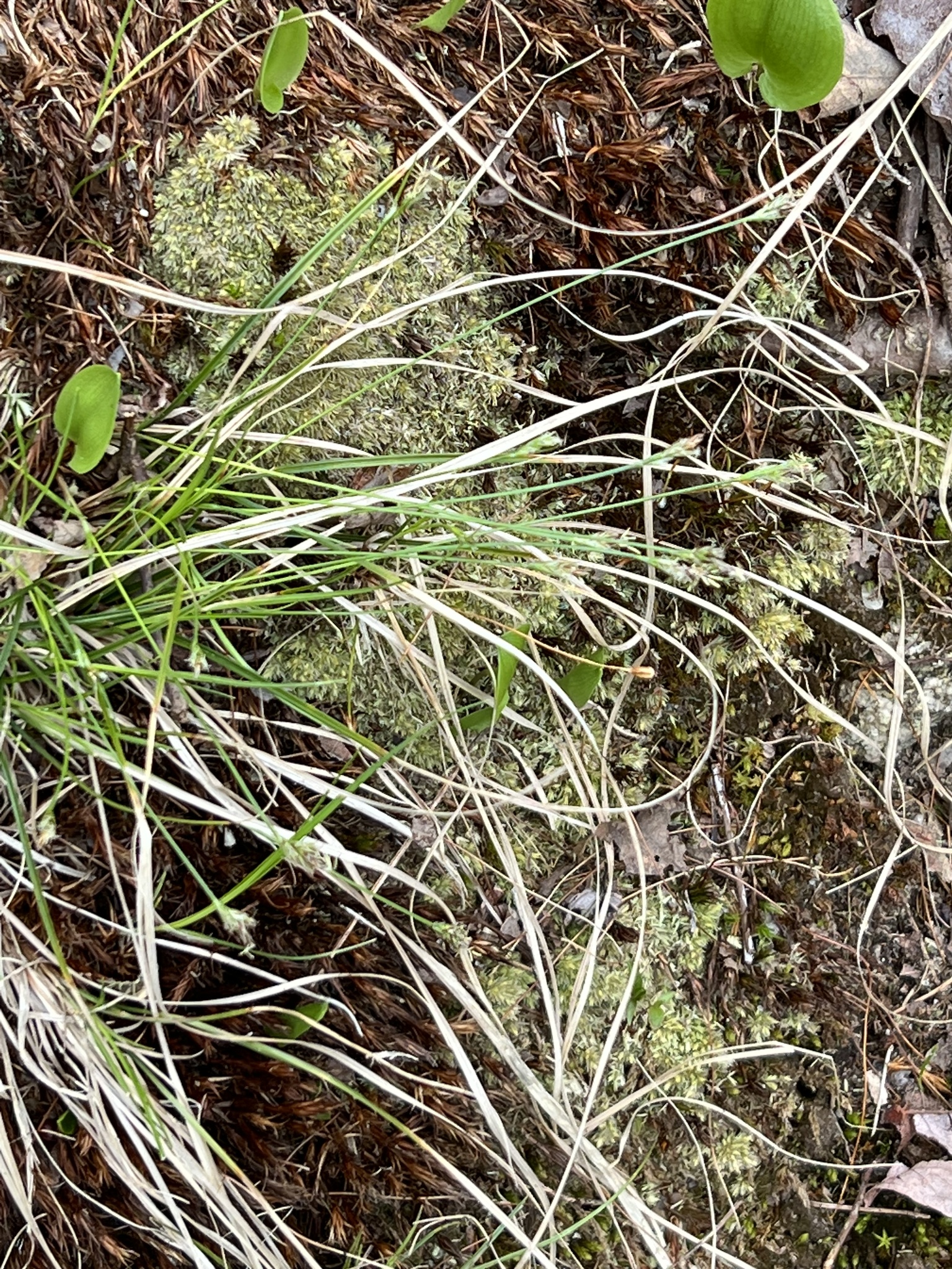 Carex albicans Willd. ex Spreng.