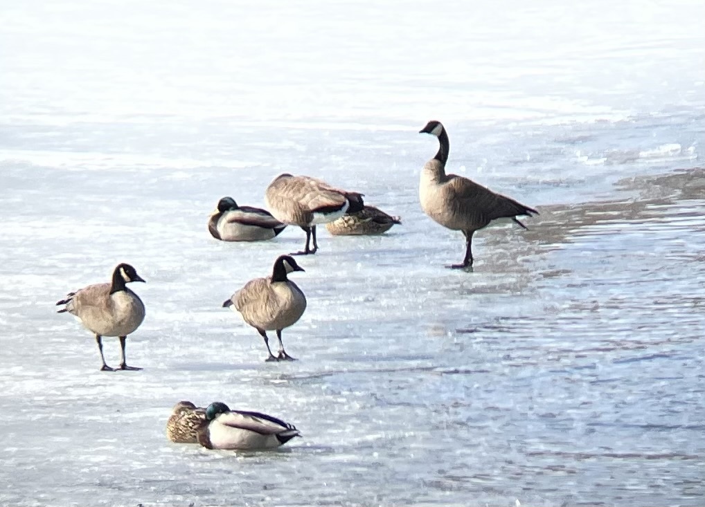 Canada Goose from University Lake Park, Anchorage, AK, US on April 18 ...
