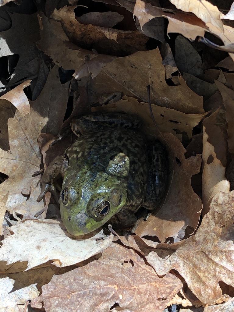 American Bullfrog from Chippewa River, Mount Pleasant, MI, US on April ...