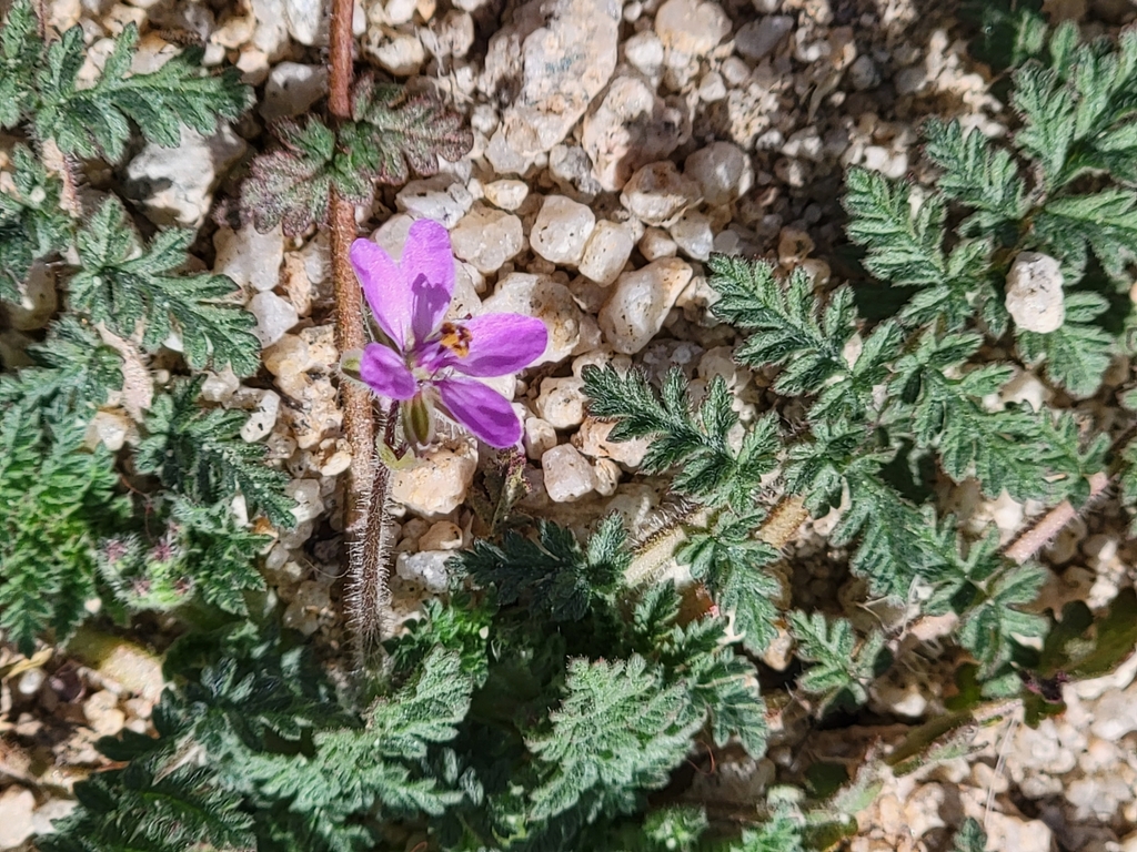 Redstem Stork's-bill from Joshua Tree, CA 92252, USA on April 08, 2023 ...