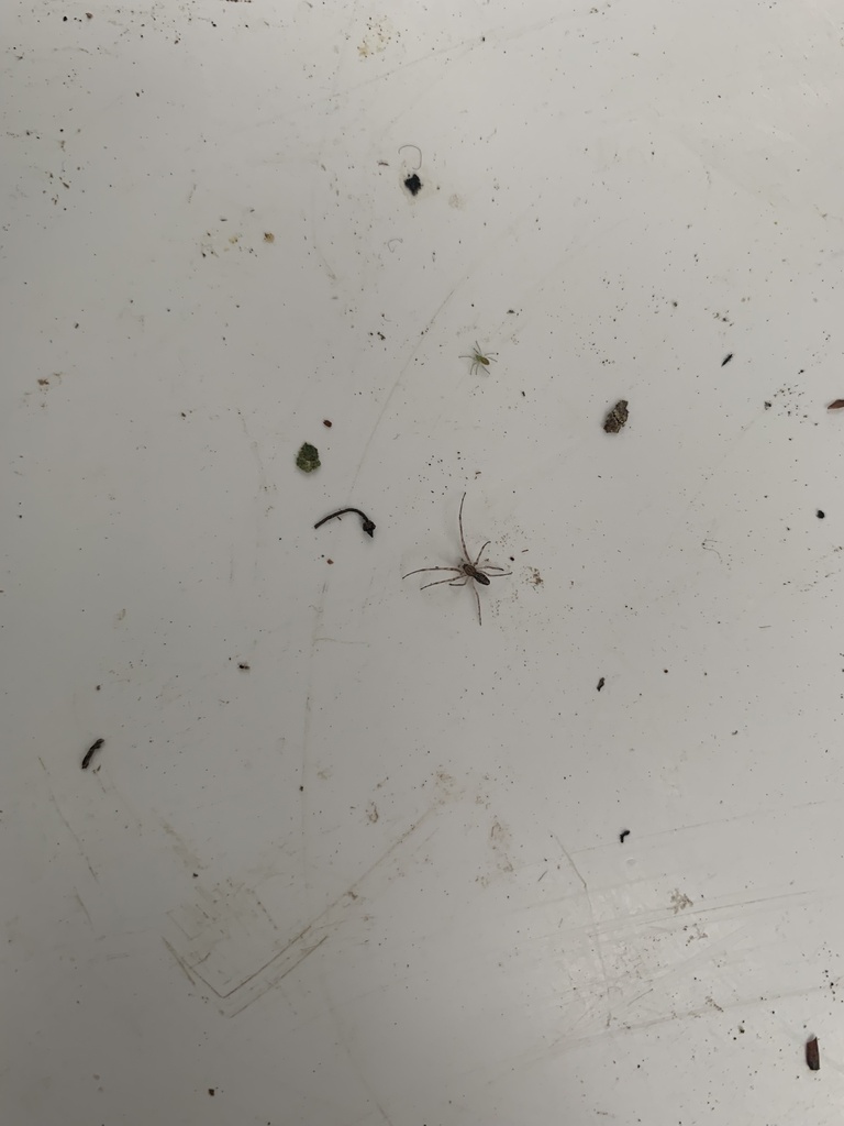 Neriene peltata from Te Waipounamu/South Island, Springfield ...