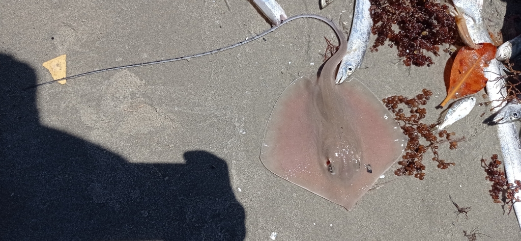 Longnose Stingray from 34XV+RX, Lucena - PB, Brasil on August 19, 2022 ...