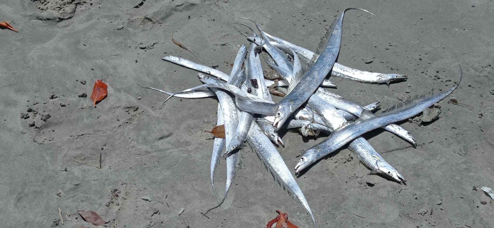 Trichiurus lepturus Linnaeus, 1758