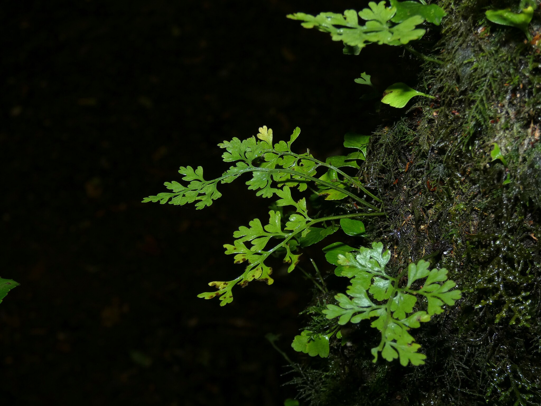 Asplenium dareoides Desv.