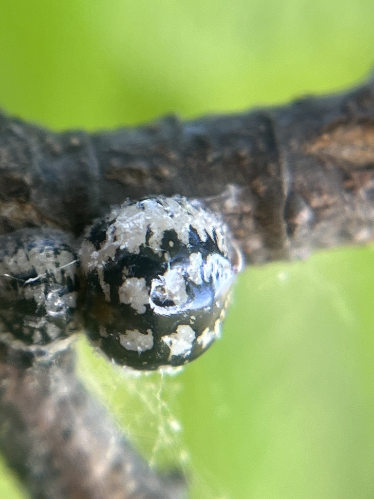 calico scale from Selden Island, Poolesville, MD, US on April 18, 2023 ...