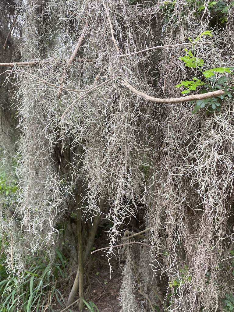 Spanish moss from Wildlife Dr, Alamo, TX, US on April 18, 2023 at 03:10 ...
