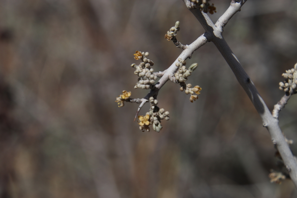 silver buffaloberry from Central Park, Denver, CO, USA on April 18 ...