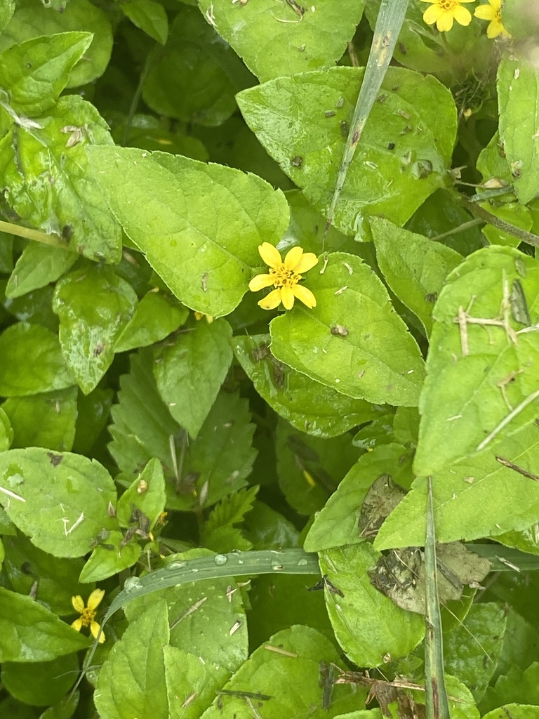 straggler daisy from Butterfly Park Dr, Mission, TX, US on April 18 ...