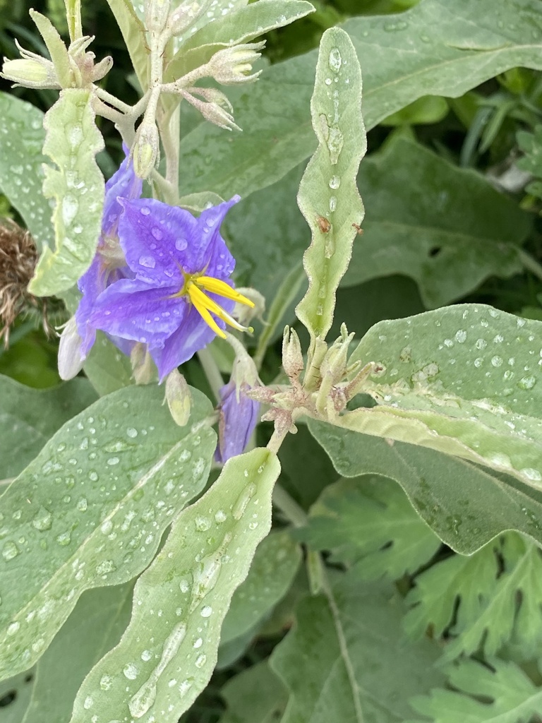 silverleaf nightshade from Butterfly Park Dr, Mission, TX, US on April ...