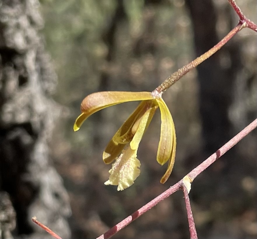 Encyclia microbulbon from San Juan Chicomezúchil, OAX, MX on April 14 ...
