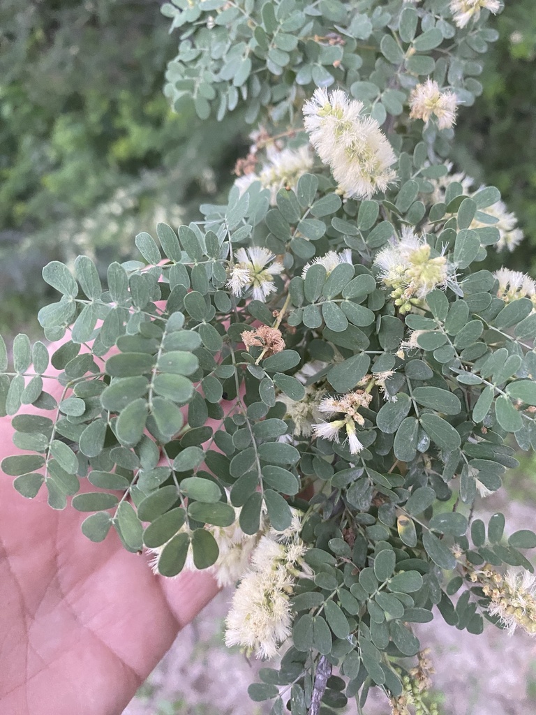 Catclaw Acacia from S Bentsen Palm Dr, Mission, TX, US on April 18 ...