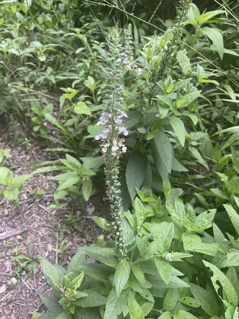 American germander from S Bentsen Palm Dr, Mission, TX, US on April 18 ...