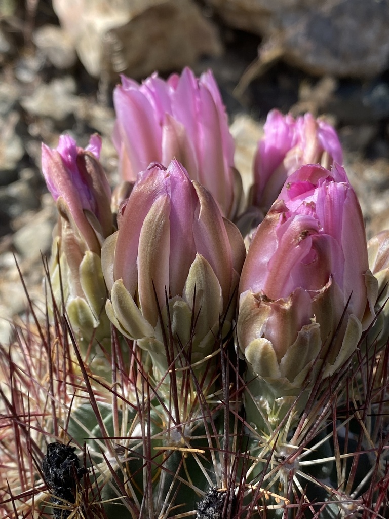 Acuña Cactus in April 2023 by Daniel McNair · iNaturalist