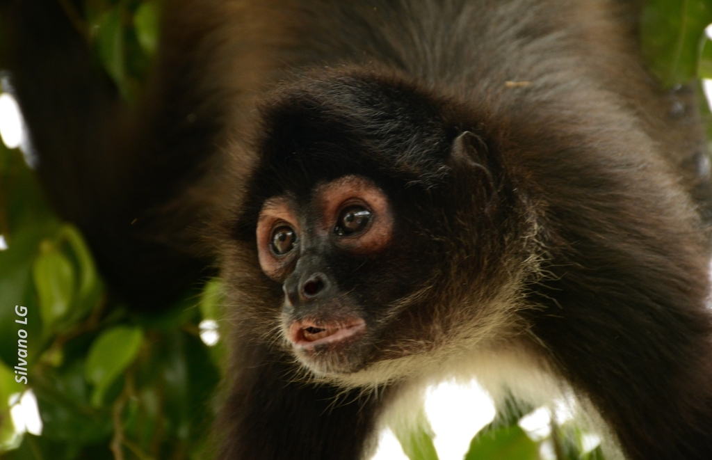 Spider and Woolly Monkeys (Atelinae) - Know Your Mammals