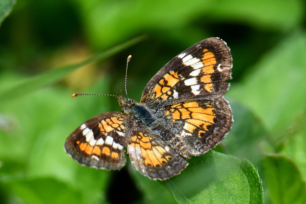 Phaon Crescent from Montemorelos, N.L., México on April 18, 2023 at 11: ...