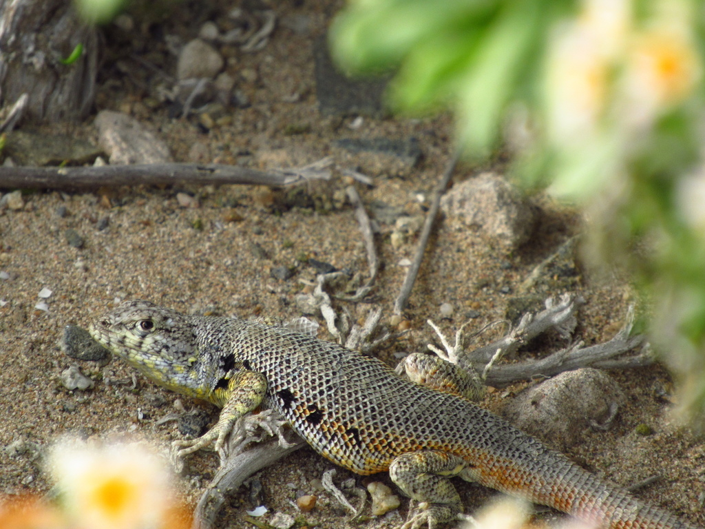Black-spotted Smooth-throated Lizard (Liolaemus nigromaculatus ...