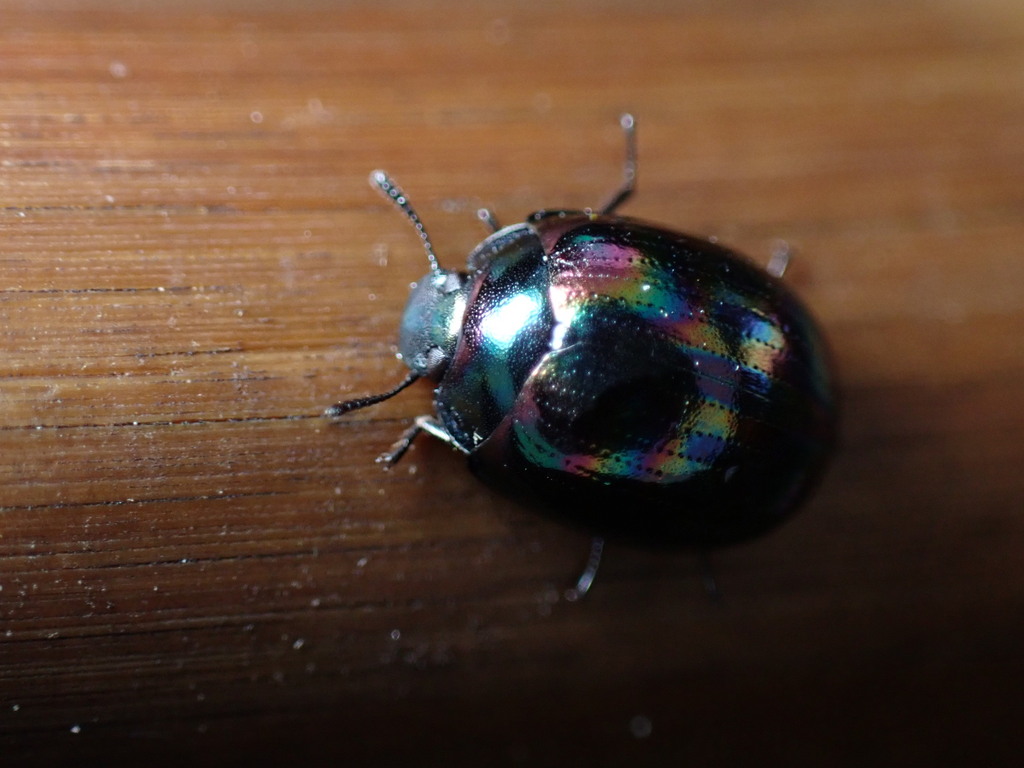 Tetraphyllus from Ondomachi, Yanagawa, Fukuoka 832-0067, Japan on April ...