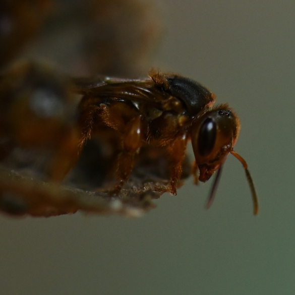 Pectoral Robust-Stingless bee from Xalapa, Ver., Mexico on April 13 ...
