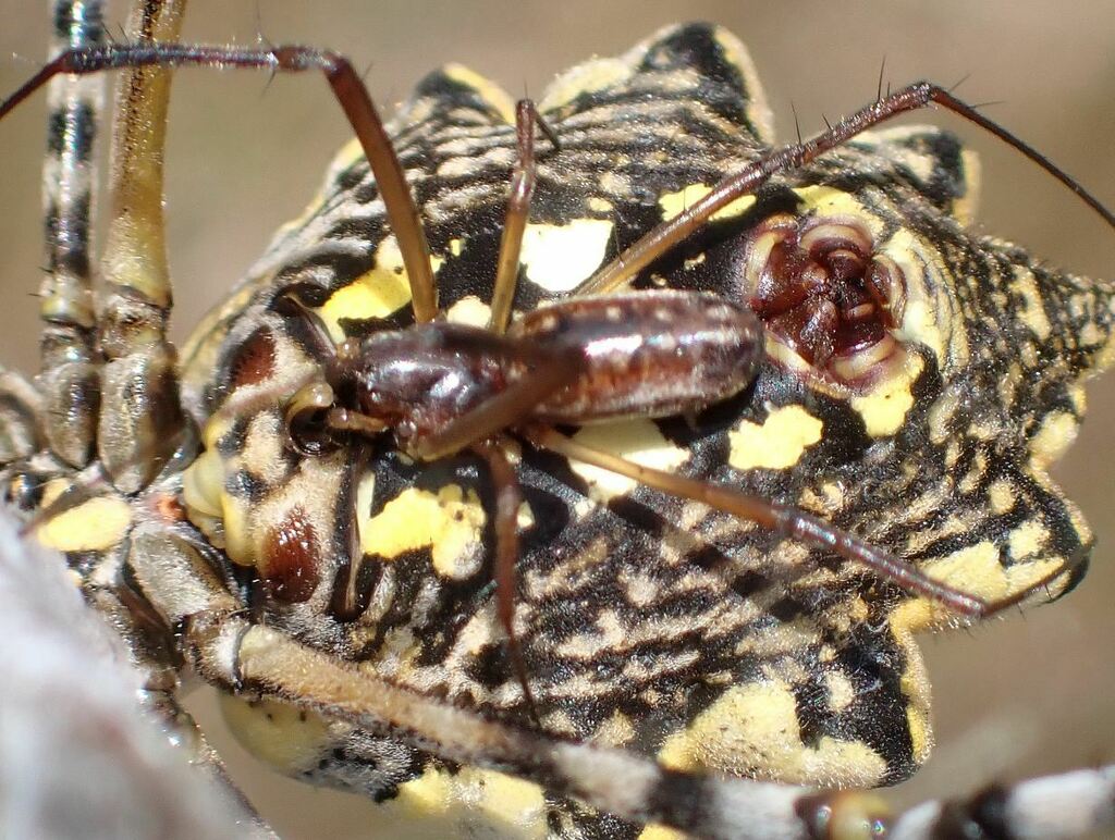 Common Garden Orbweb Spider From Philip Nel Park Pretoria 0029 South Common Garden Orbweb Spider From Philip Nel Park Pretoria 0029 South