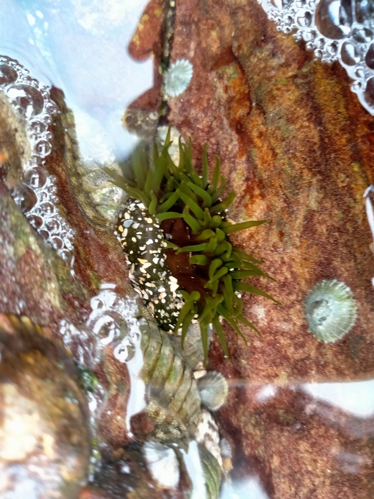 Green snakelock anemone from Bateau Bay NSW 2261, Australia on April 18 ...