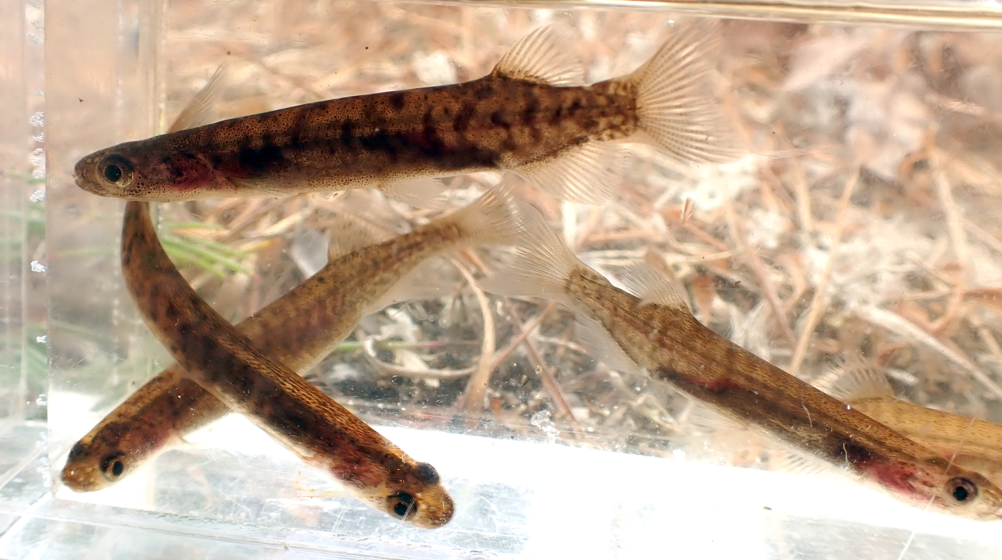 Neochanna Günther, 1867