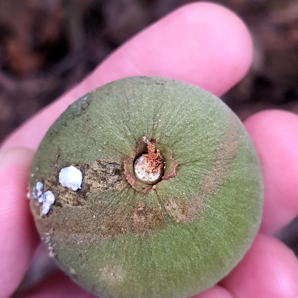 Santol (Sandoricum koetjape) - Botanical Realm