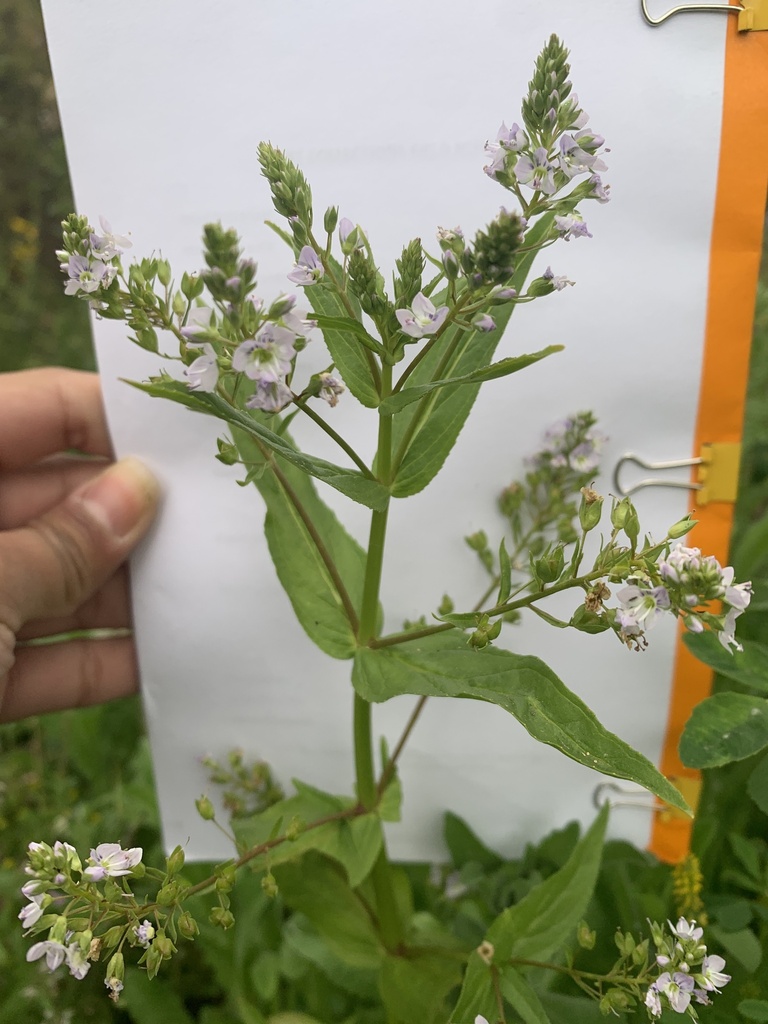 blue water-speedwell from Oso Rd, San Juan Capistrano, CA, US on April ...