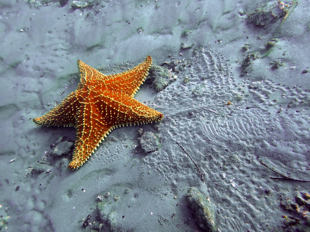Red Cushion Sea Star from Florida, USA on October 16, 2018 at 04:55 PM ...