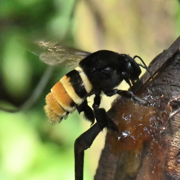 Eulaema cingulata (Fabricius, 1804)