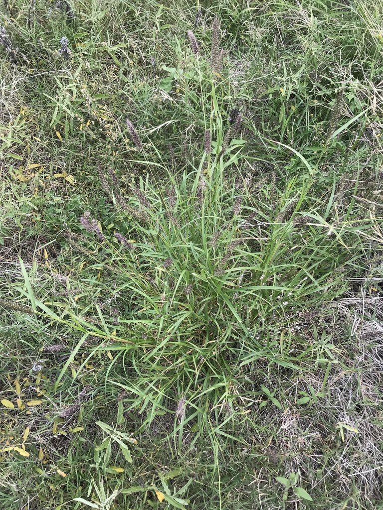 buffelgrass from Ningadhun Cct, Narrabri, NSW, AU on April 19, 2023 at ...