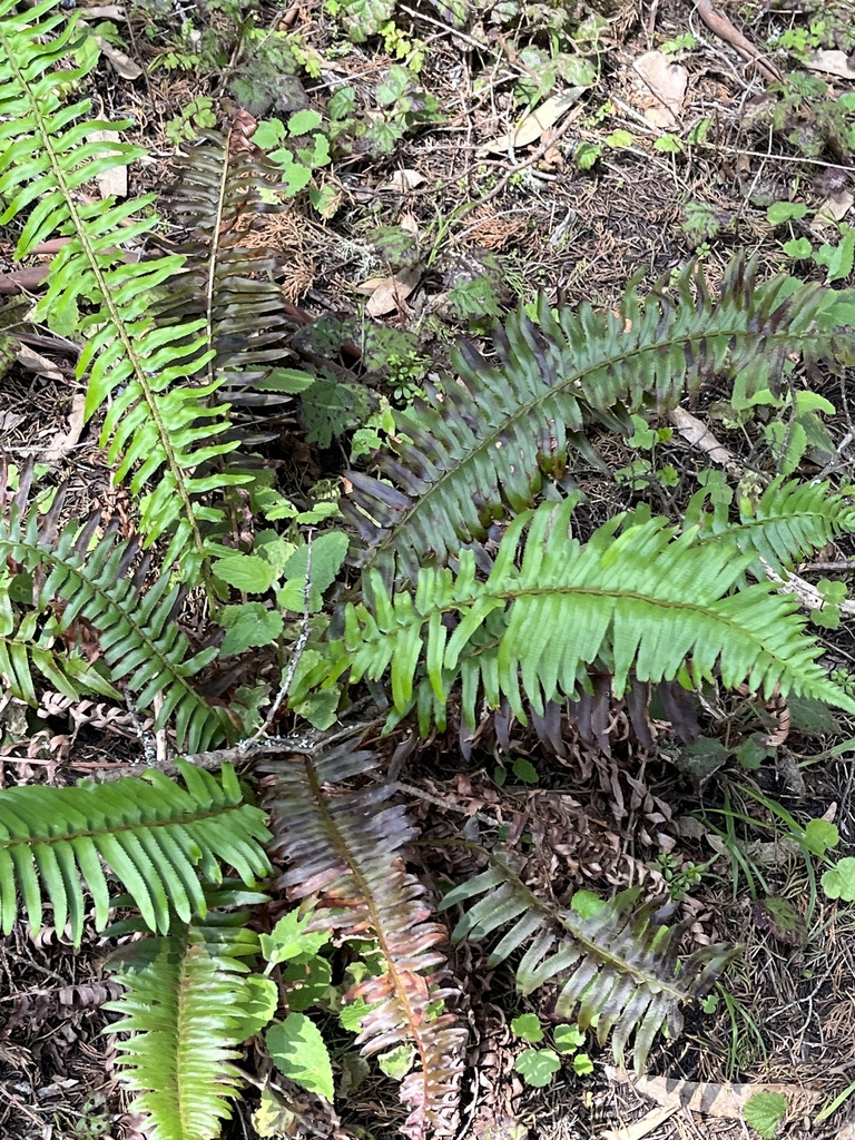 western sword fern from Fort Ross State Historic Park, Jenner, CA, US ...