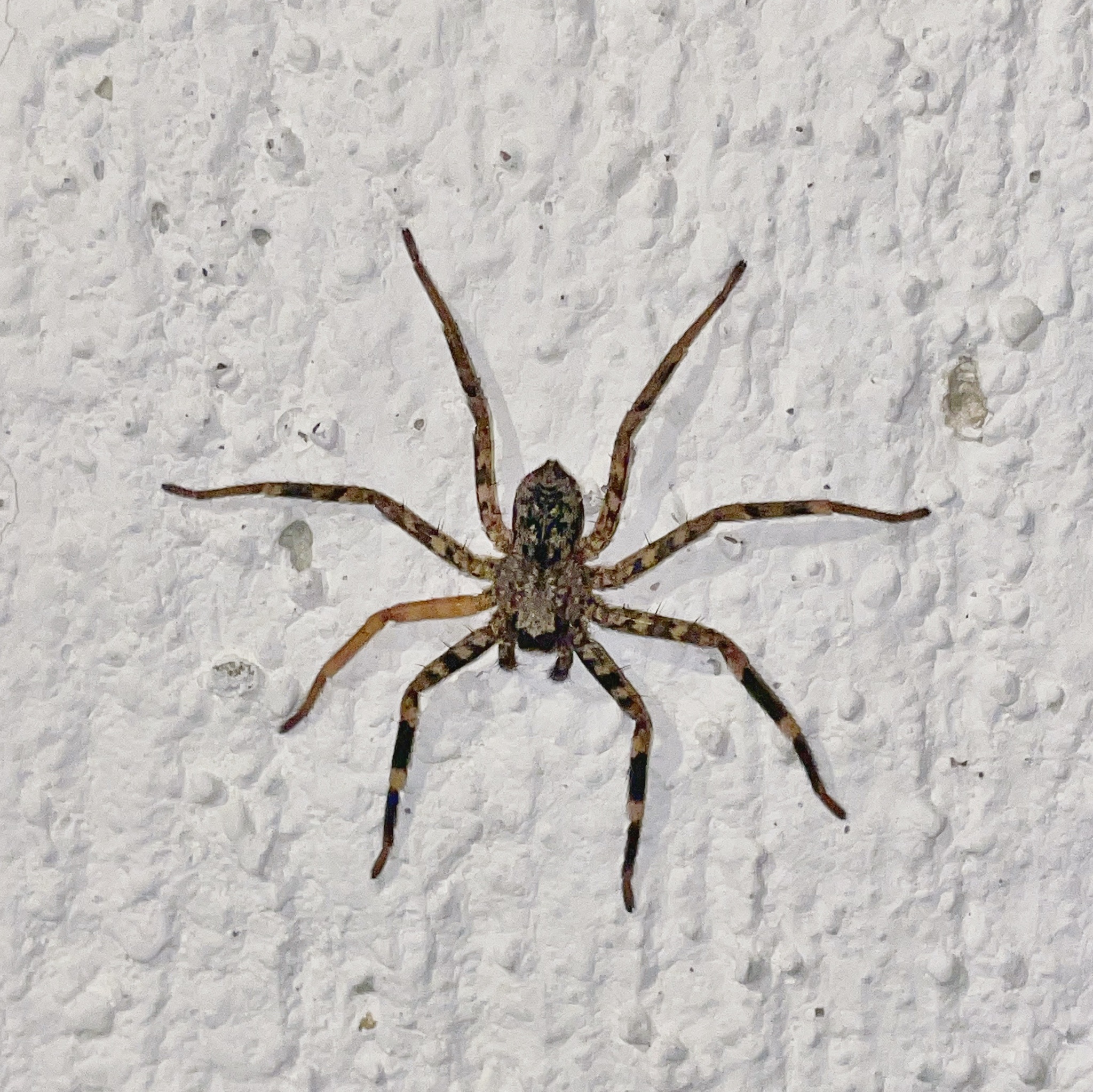 Selenops mexicanus Keyserling, 1880