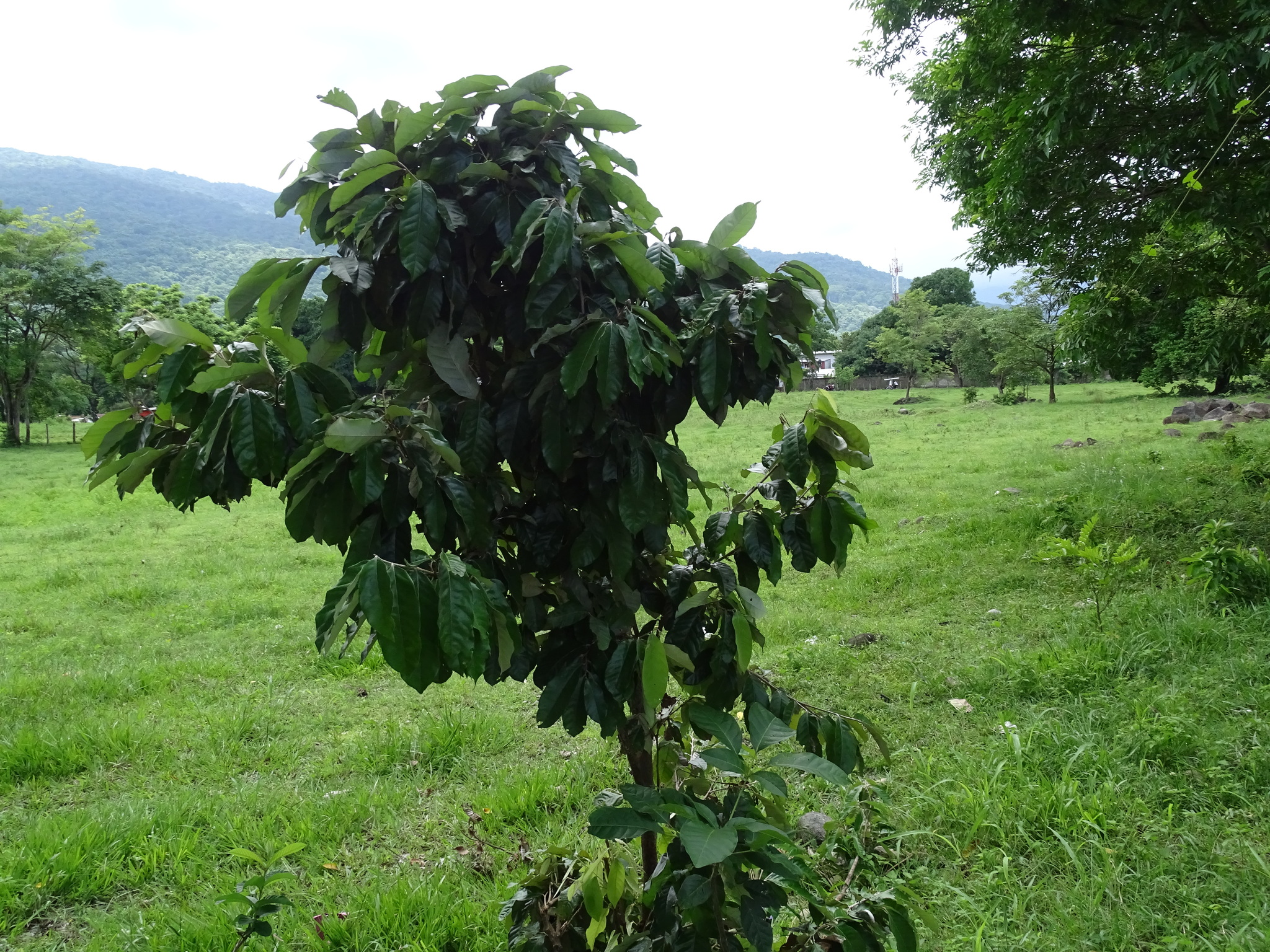 Couepia polyandra (Kunth) Rose