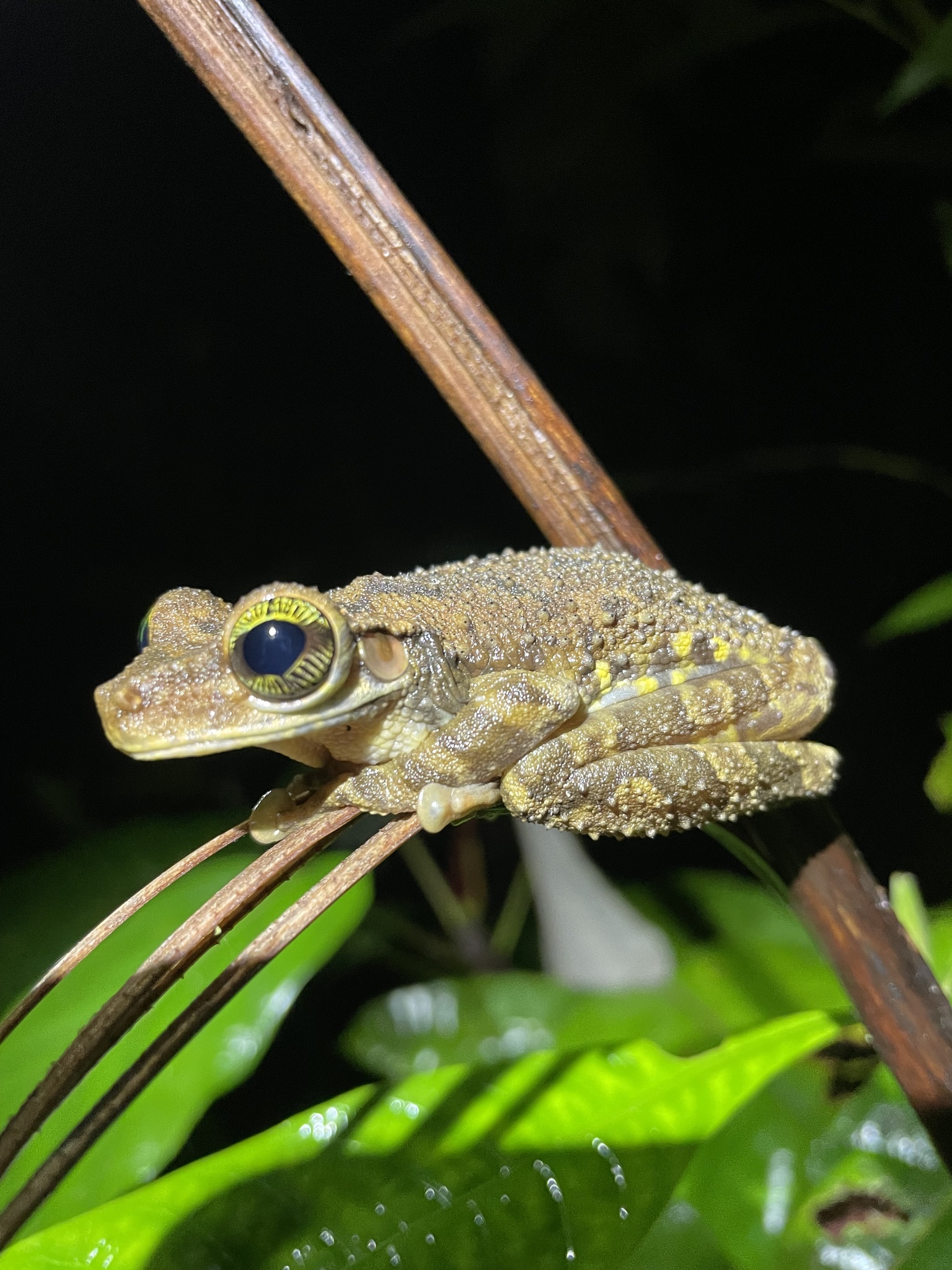 Osteocephalus taurinus Steindachner, 1862