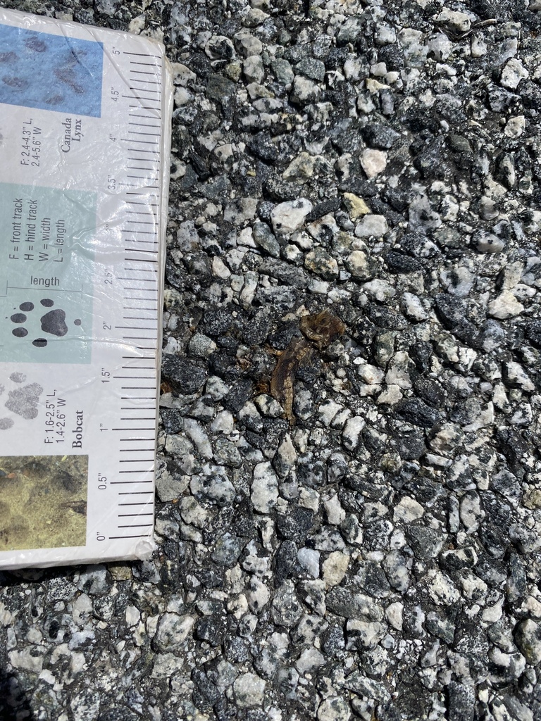 Pacific Newts from Santa Clara County, CA, USA on April 18, 2023 at 11: ...