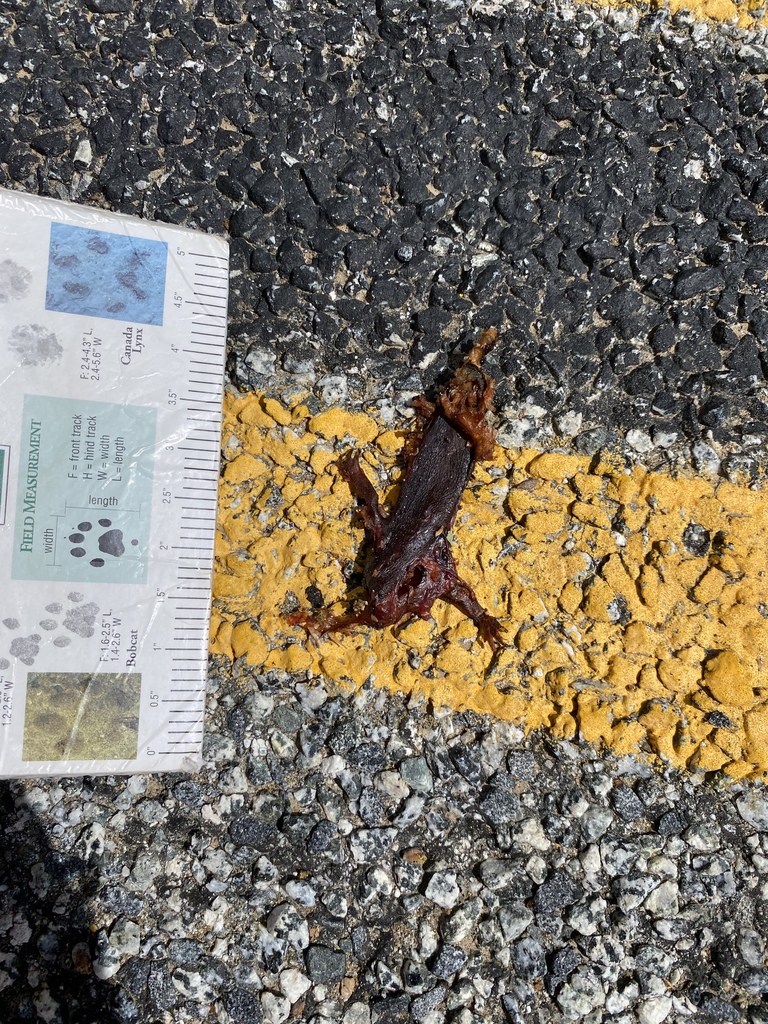 Pacific Newts from Santa Clara County, CA, USA on April 18, 2023 at 12:12 PM by Merav Vonshak ...
