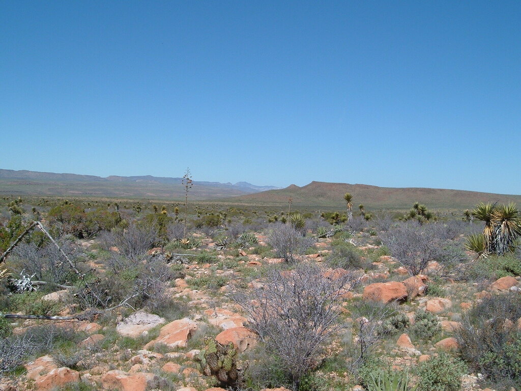 Mojave Yucca from Ej. Reforma Agraria Integral, B.C., México on March ...