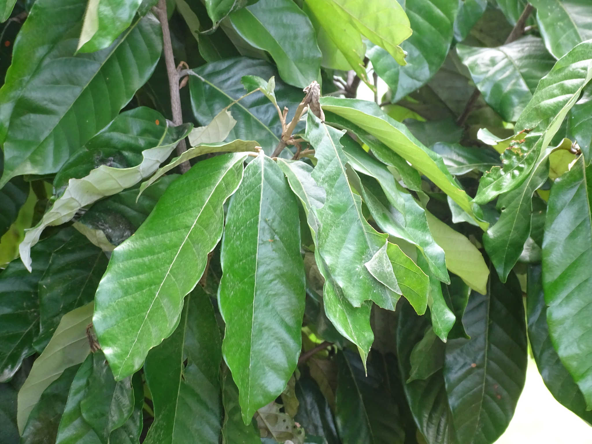 Couepia polyandra (Kunth) Rose