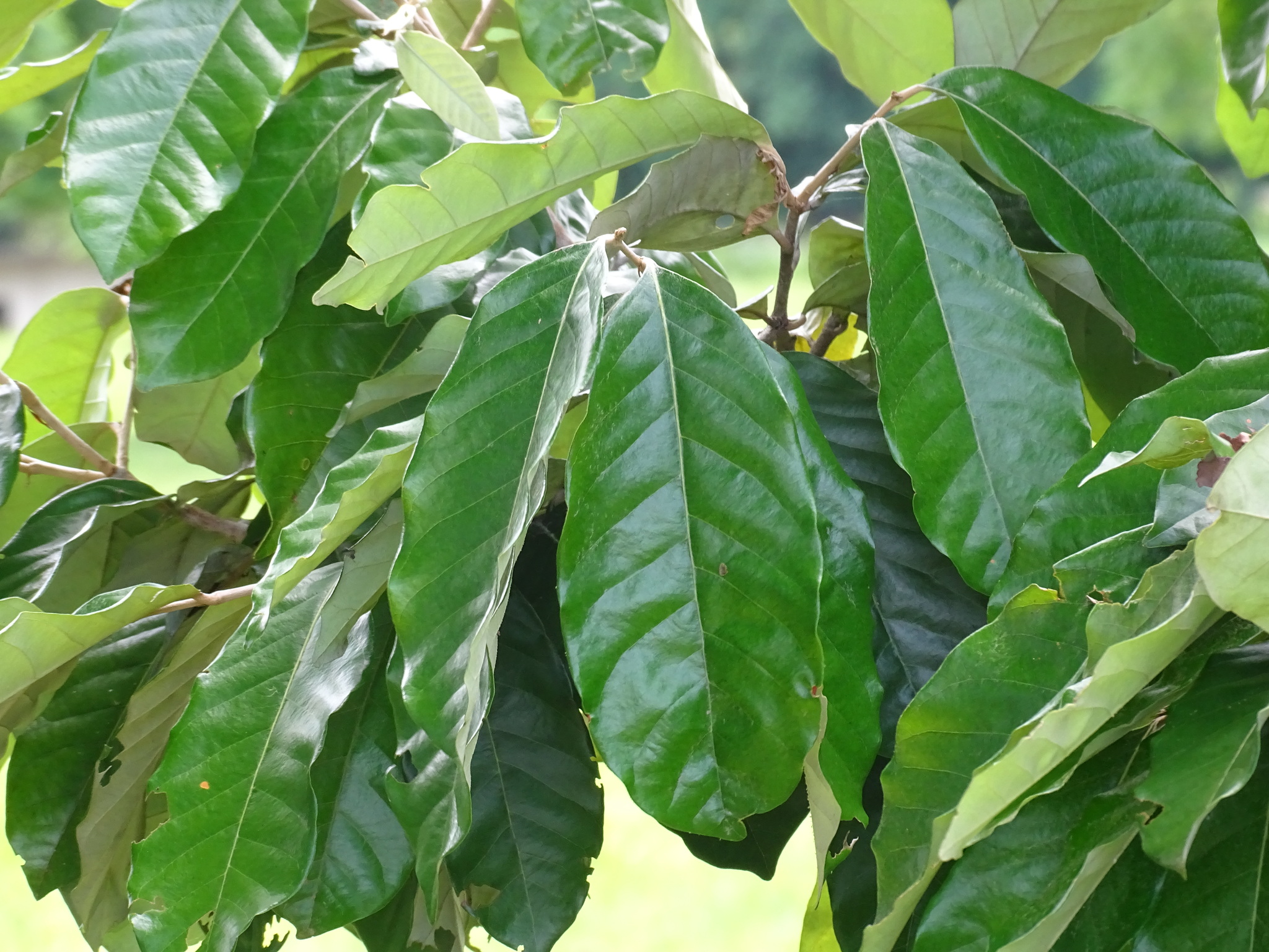 Couepia polyandra (Kunth) Rose