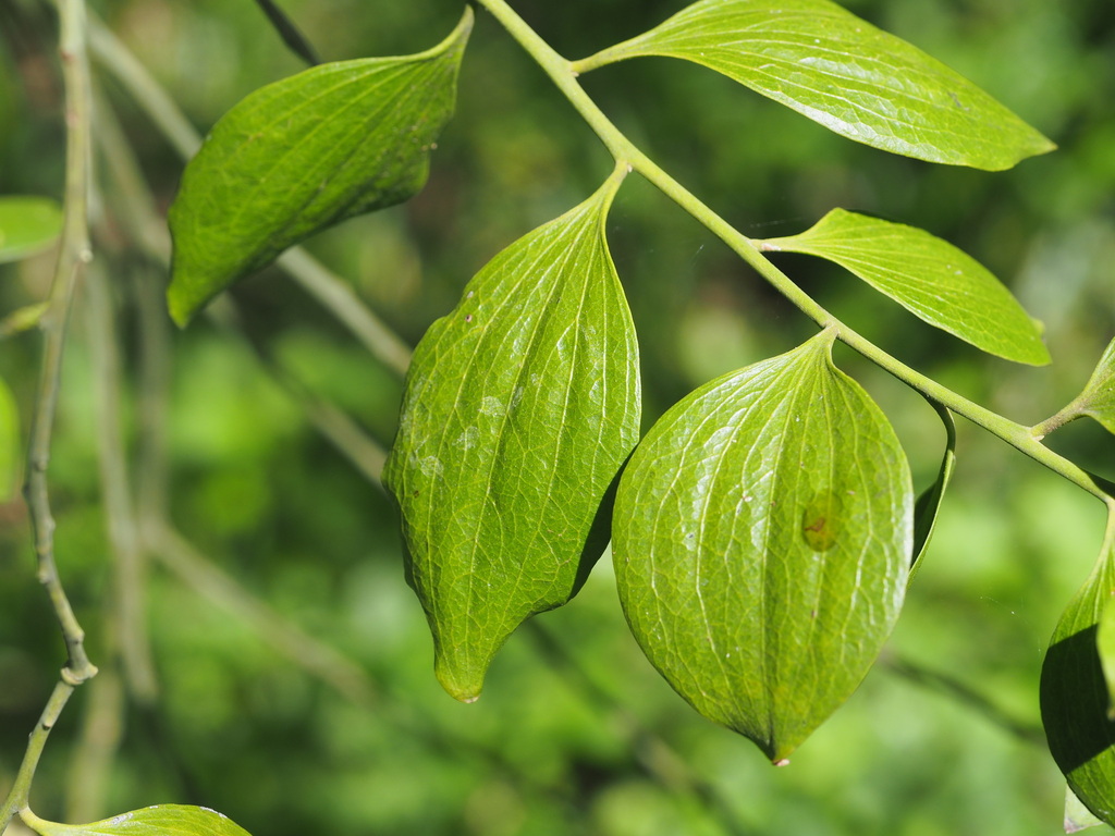 Broad Leaved Native Cherry from Mount Surround QLD 4809, Australia on ...