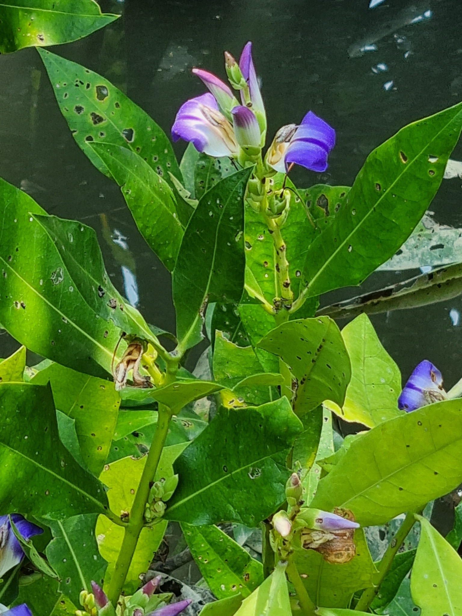 Acanthus ilicifolius L.