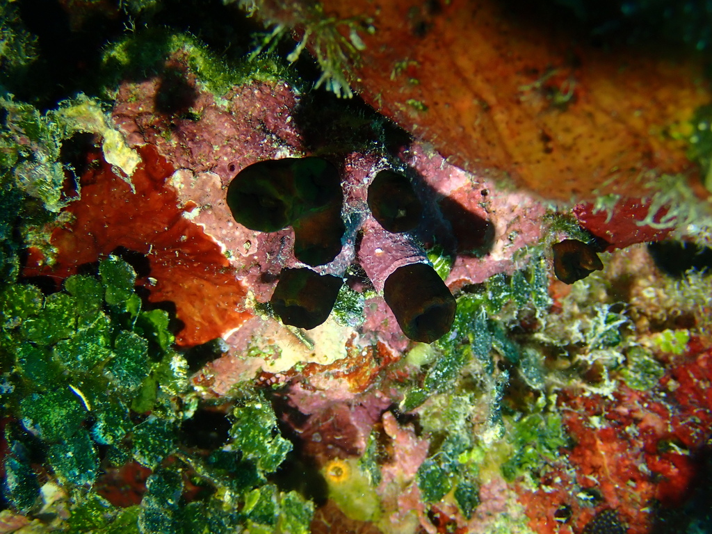 Tubastraea from Western Division, Fiji on March 29, 2023 at 04:08 PM by ...