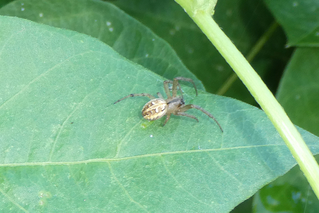 Common Web-spider from Thomas Macleod Park, Sinnamon Park QLD 4073 ...