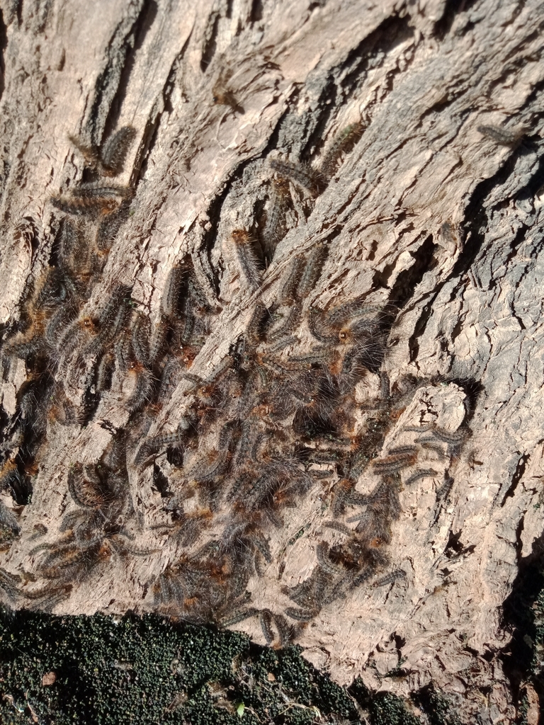 White Cedar Moth from Forbes NSW 2871, Australia on April 19, 2023 at ...