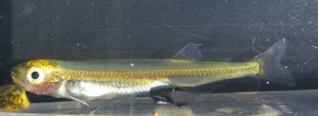 Australian Smelt from Goodmans Ford NSW 2575, Australia on April 17 ...