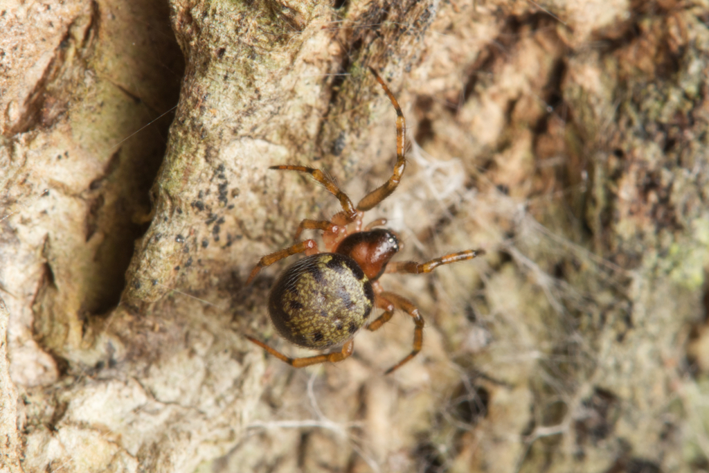 Cobweb Spiders from Bunya Mountains QLD 4405, Australia on April 14 ...