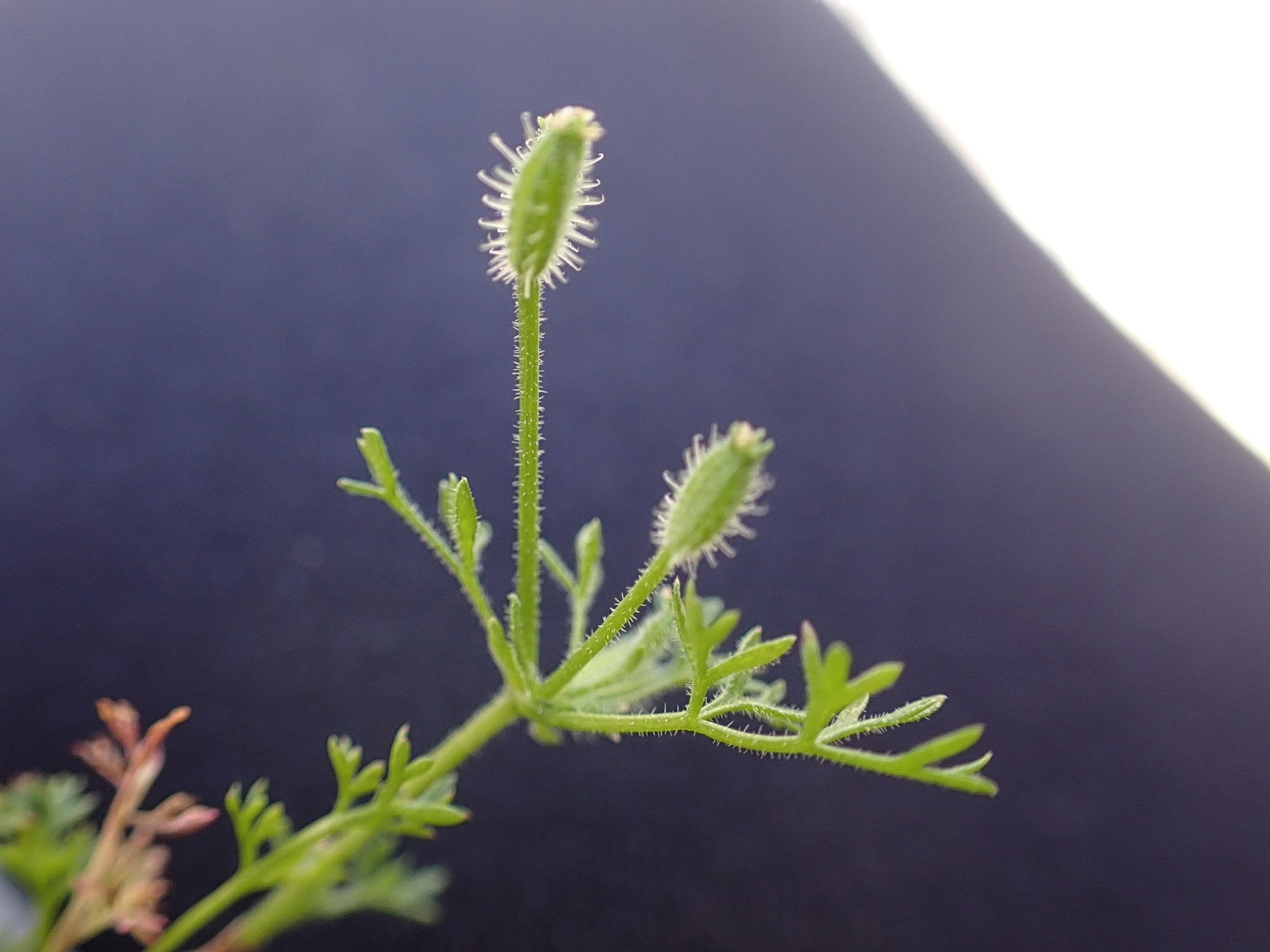 Yabea microcarpa (Hook. & Arn.) Koso-Pol.